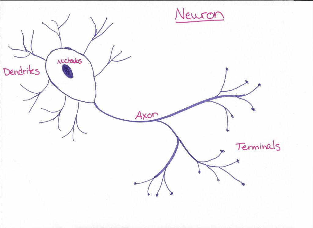 Episode 65 - White Matter vs Grey Matter [Show Notes]